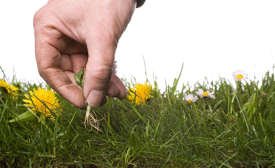 How Do I Prevent Weeds from Taking Over My Garden This Spring? ASAP ...